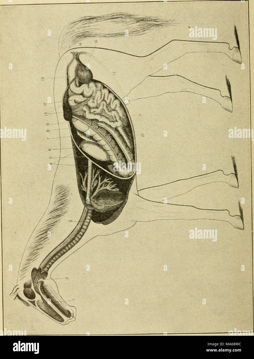 . Elements of hippology Stock Photo - Alamy