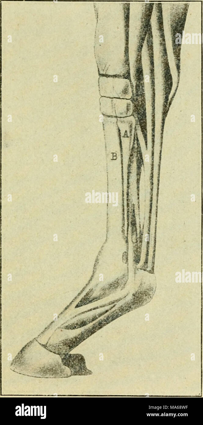 . Elements of hippology Stock Photo - Alamy