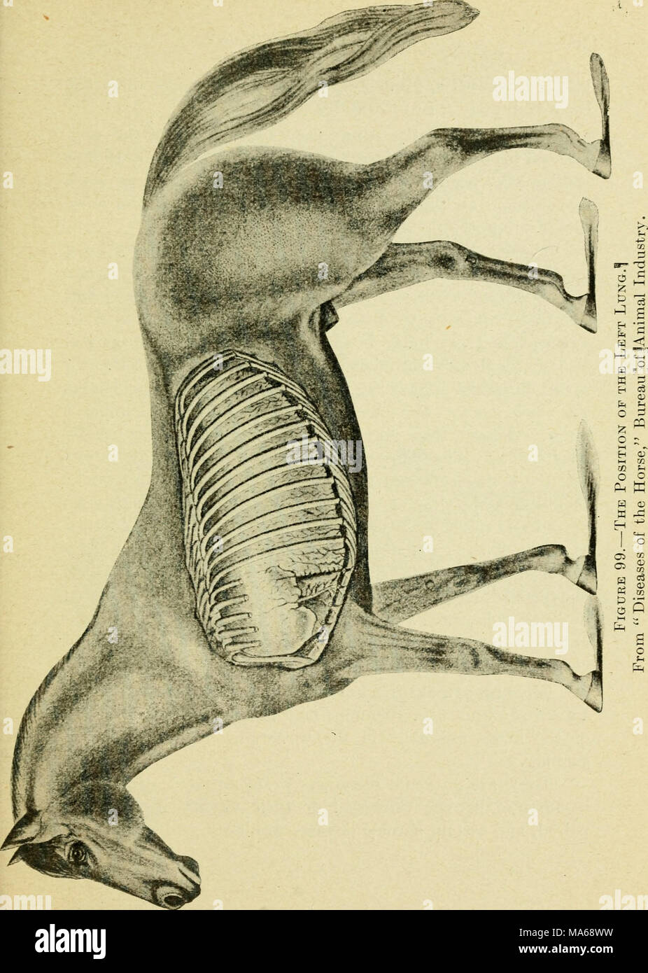 . Elements of hippology Stock Photo - Alamy