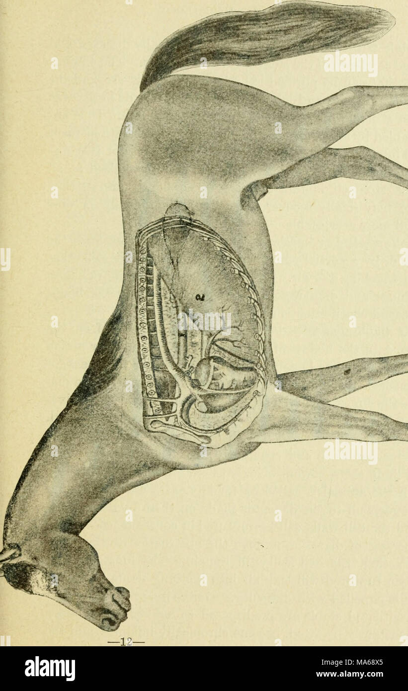 . Elements of hippology Stock Photo - Alamy