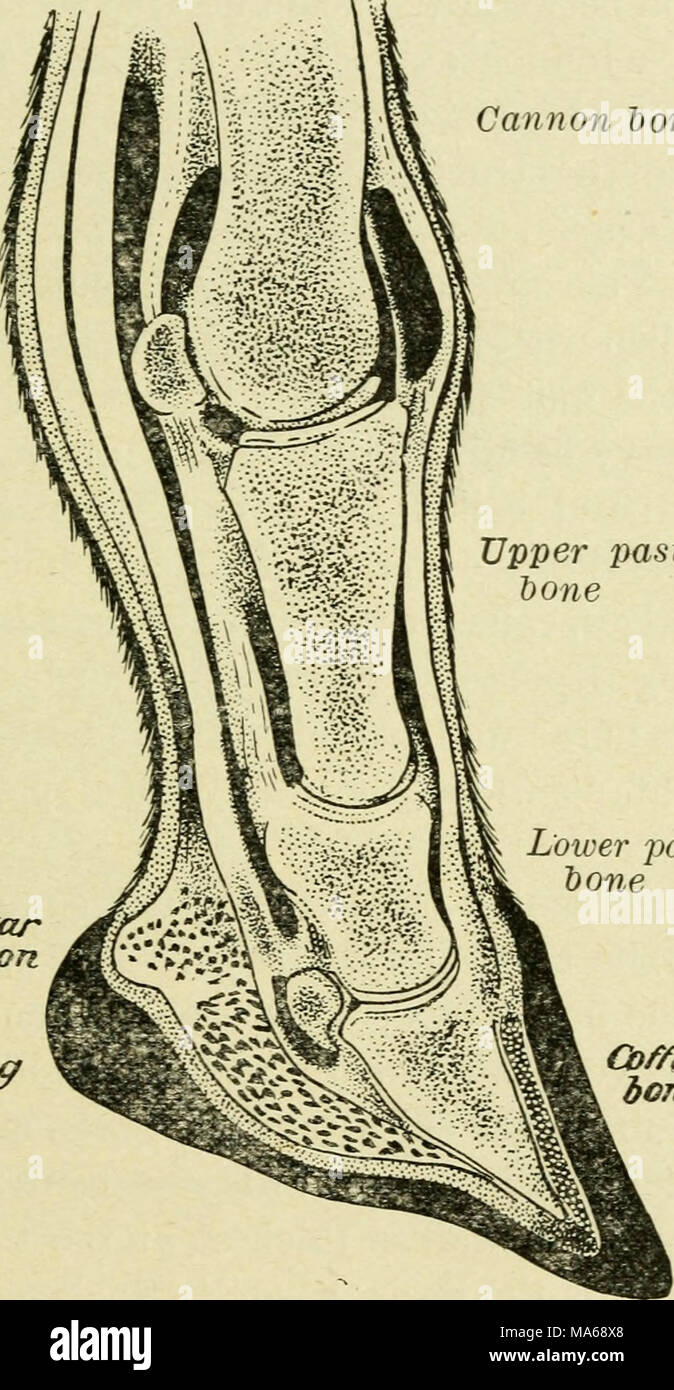 . Elements of hippology Stock Photo - Alamy
