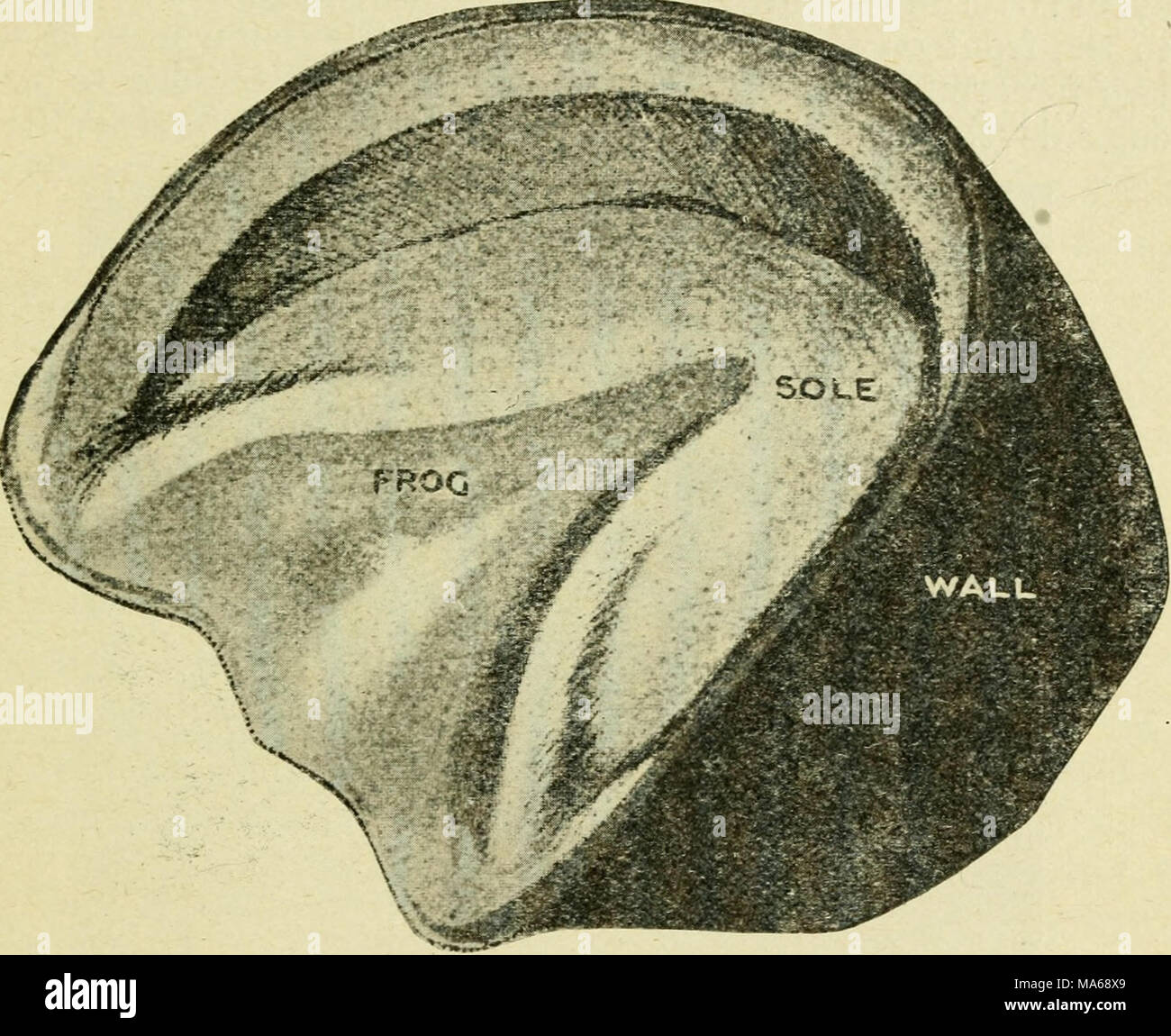 . Elements of hippology Stock Photo - Alamy
