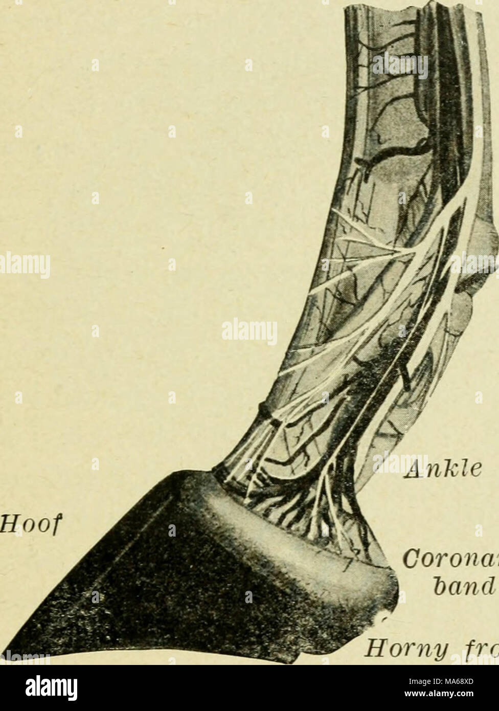 . Elements of hippology Stock Photo - Alamy