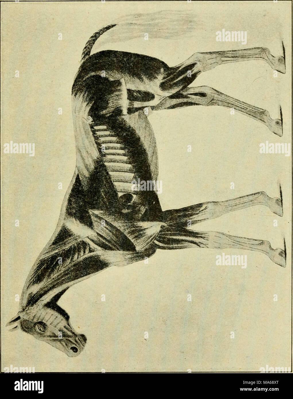 . Elements of hippology Stock Photo - Alamy