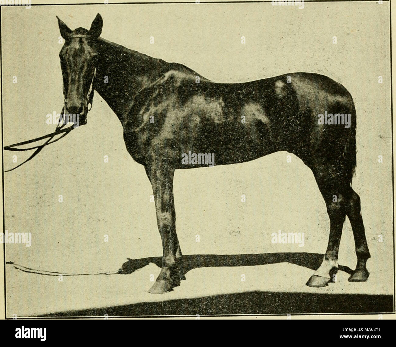 . Elements of hippology Stock Photo - Alamy