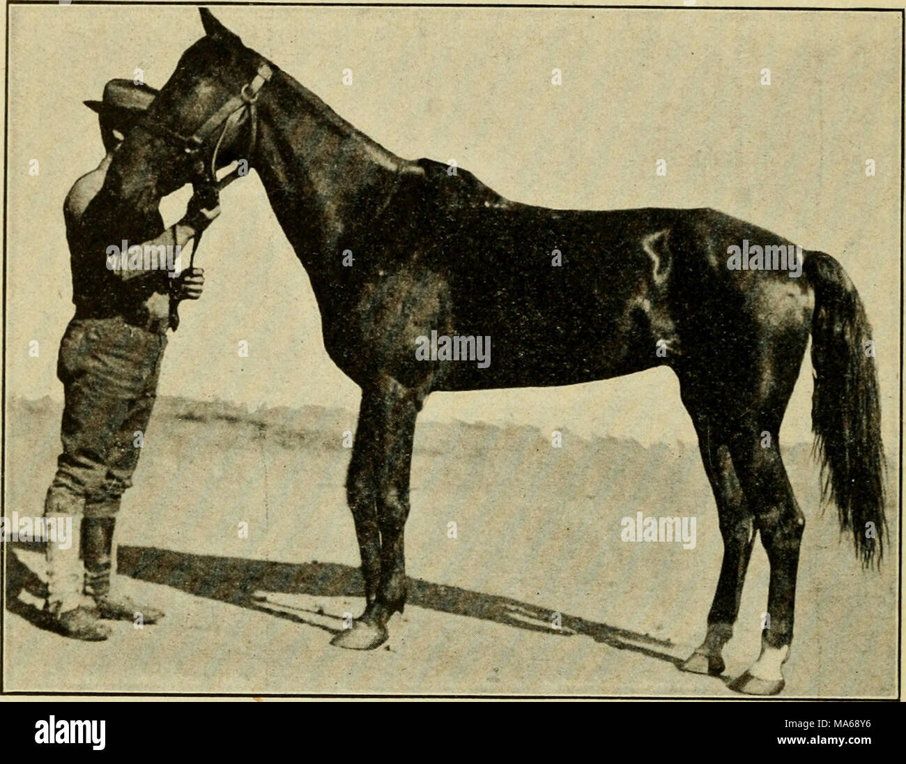 . Elements of hippology Stock Photo - Alamy