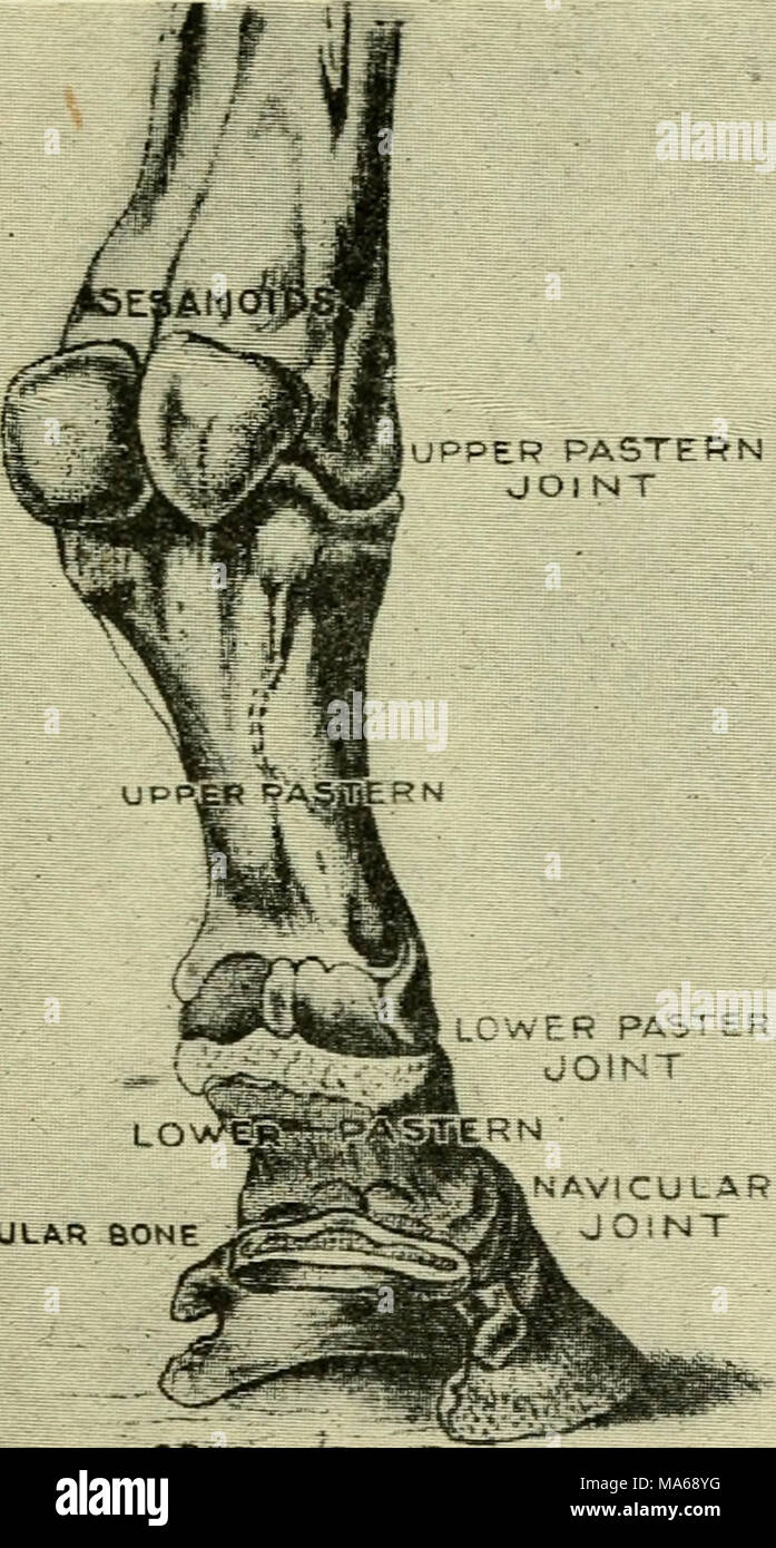 . Elements of hippology Stock Photo - Alamy