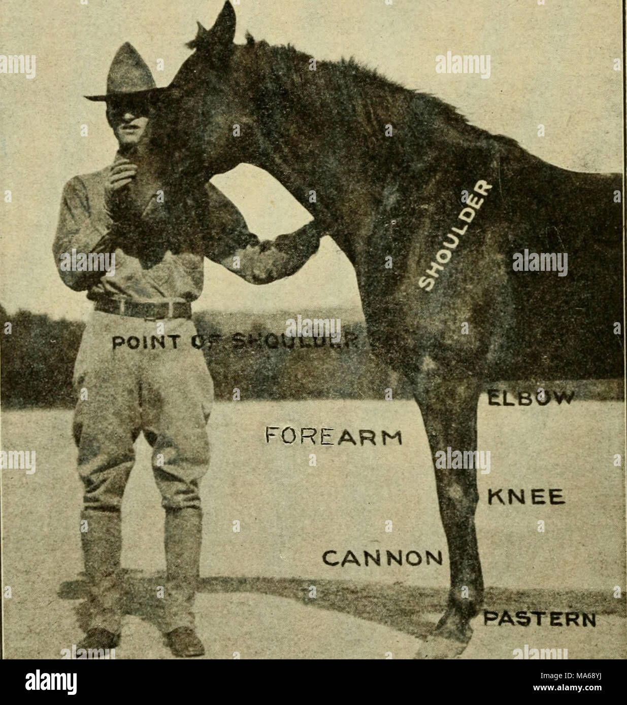 . Elements of hippology Stock Photo - Alamy