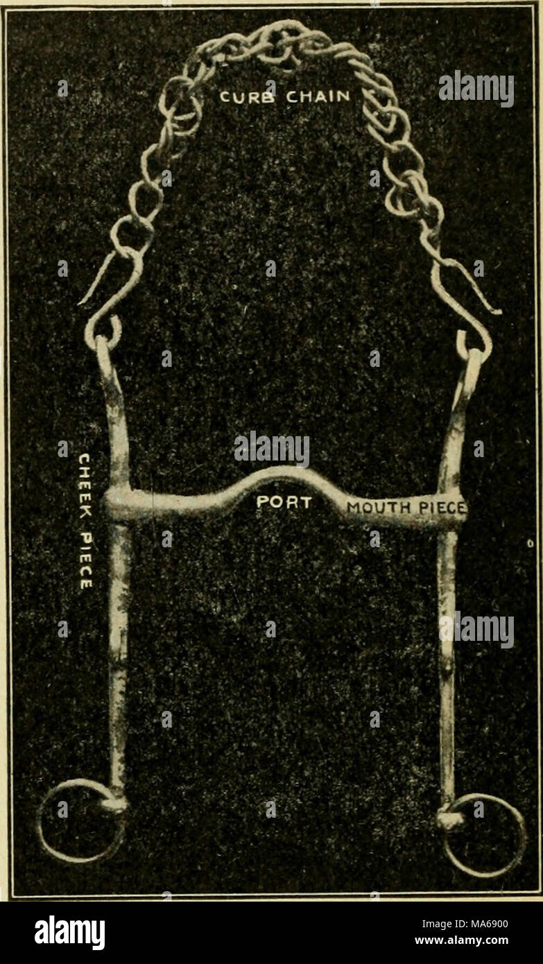 . Elements of hippology Stock Photo - Alamy