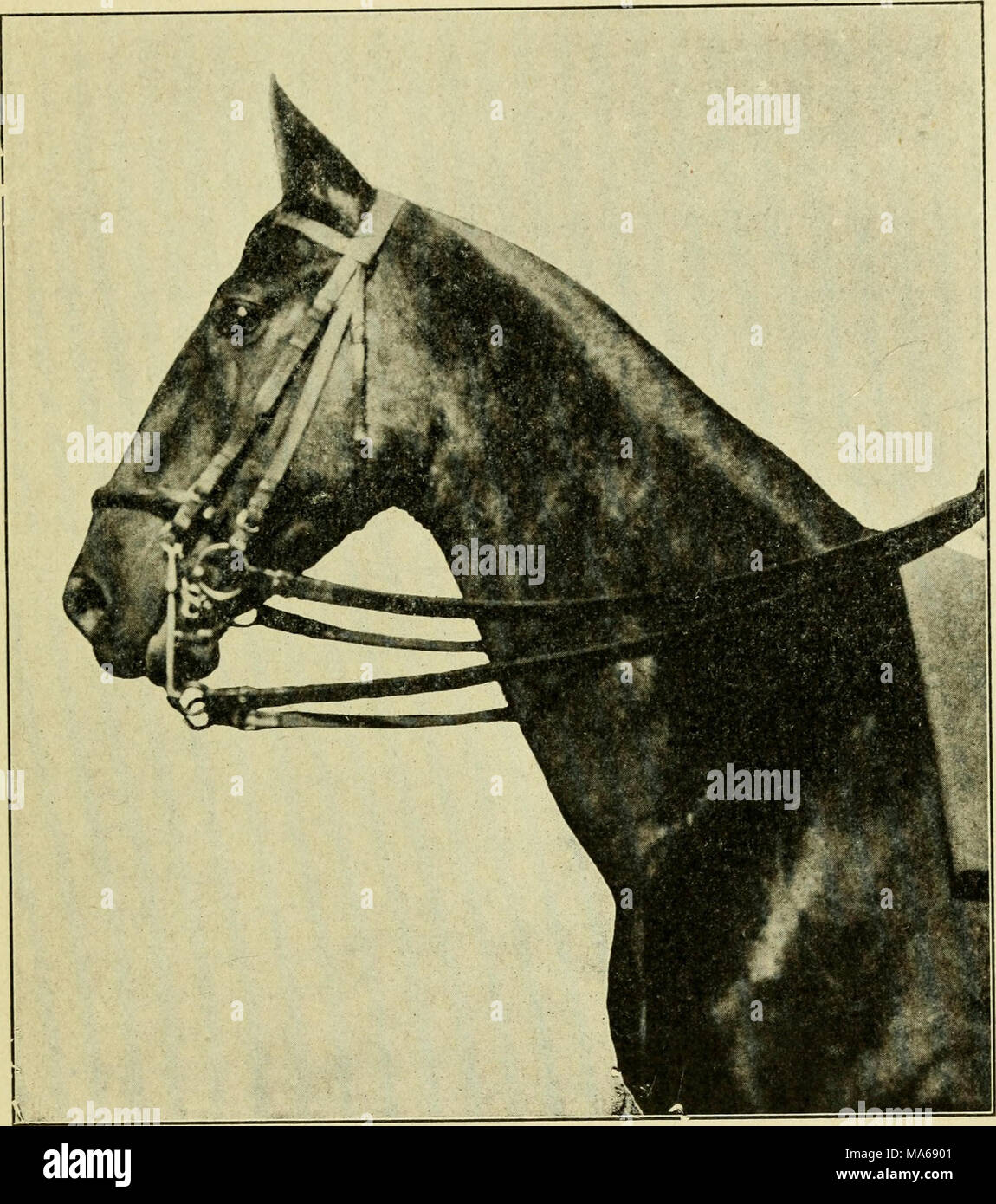 . Elements of hippology Stock Photo - Alamy