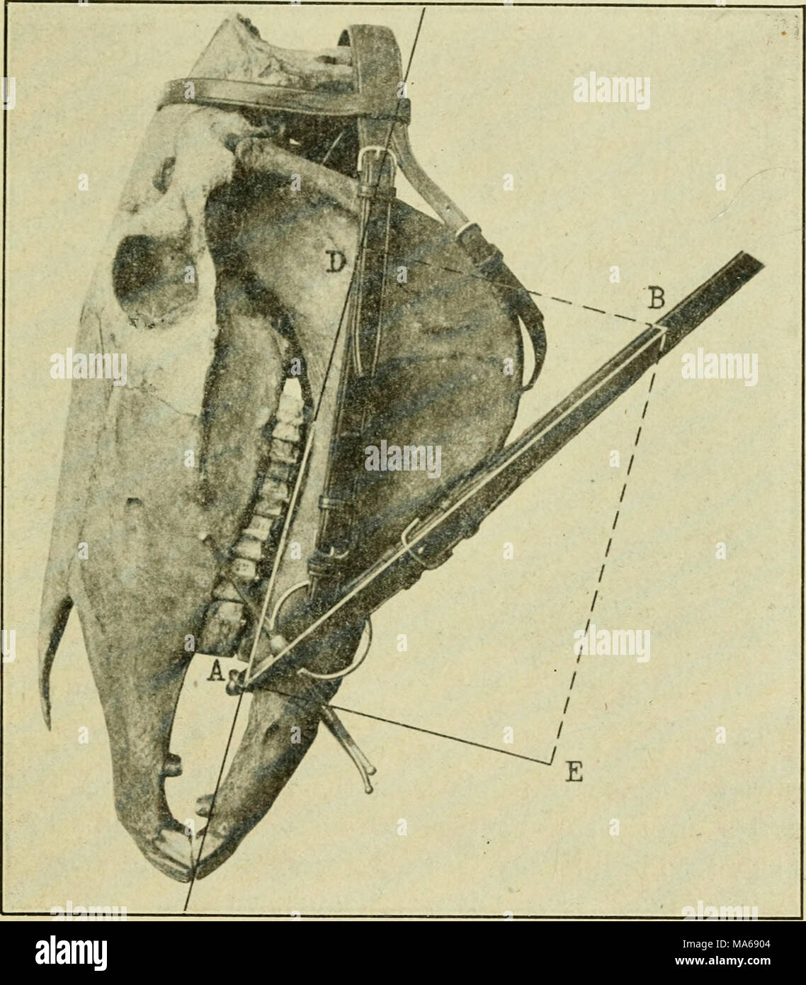 . Elements of hippology Stock Photo - Alamy