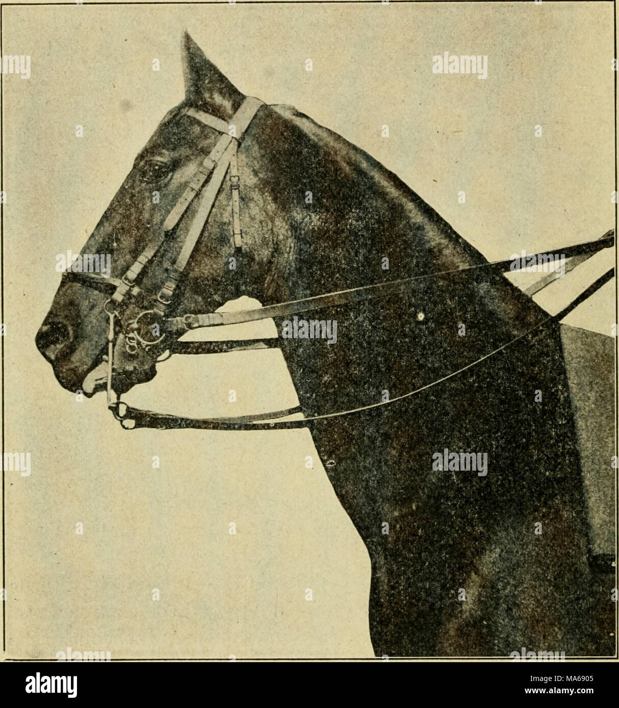. Elements of hippology Stock Photo - Alamy