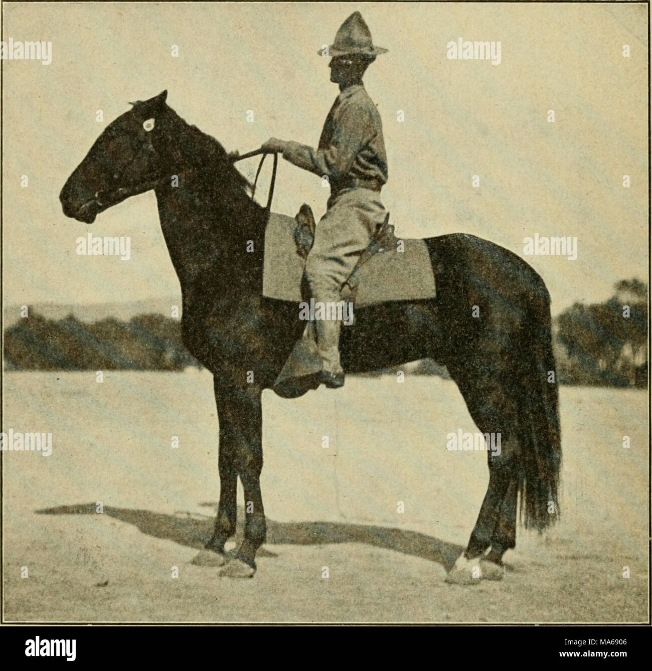. Elements of hippology Stock Photo - Alamy