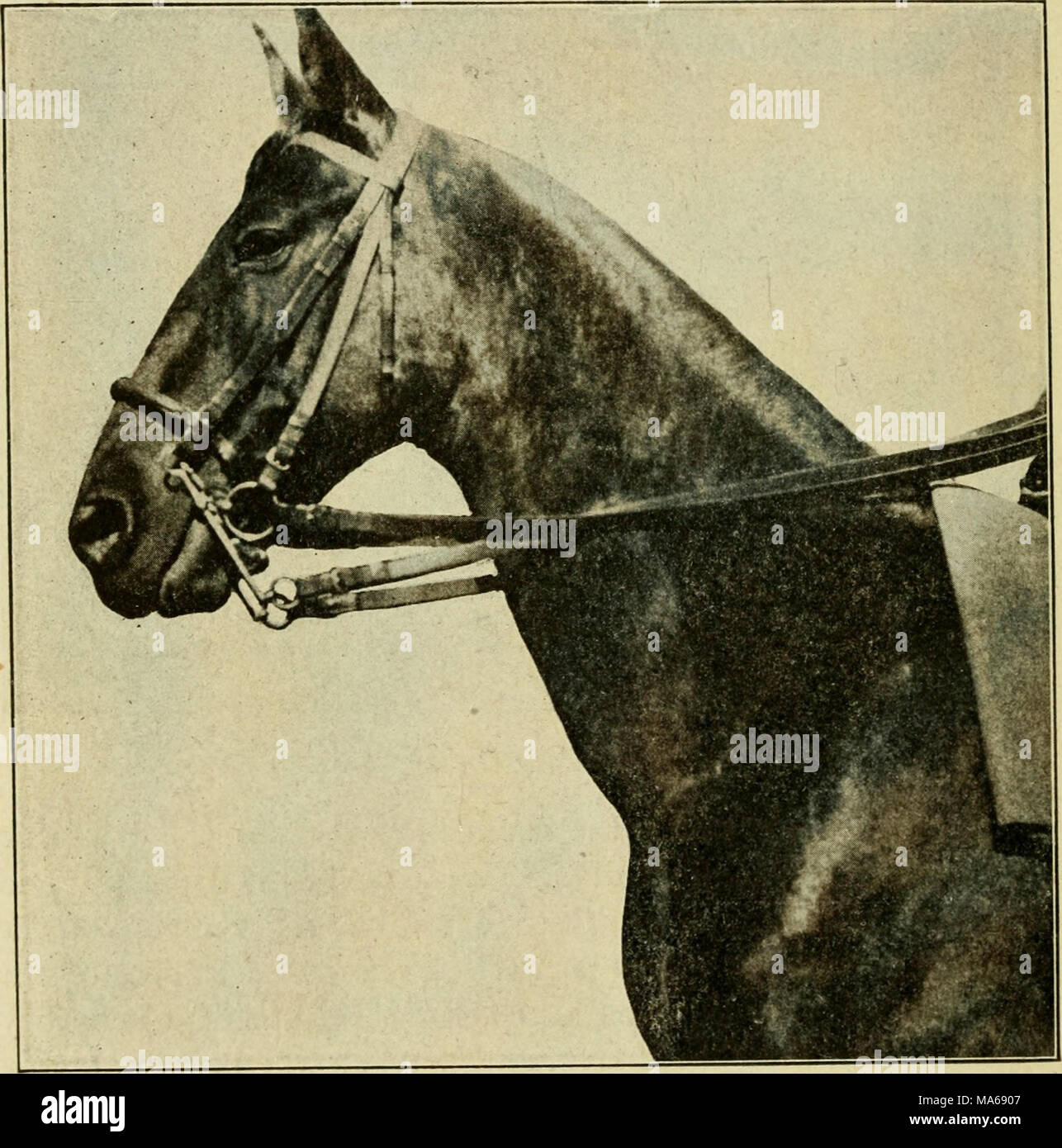 . Elements of hippology Stock Photo - Alamy