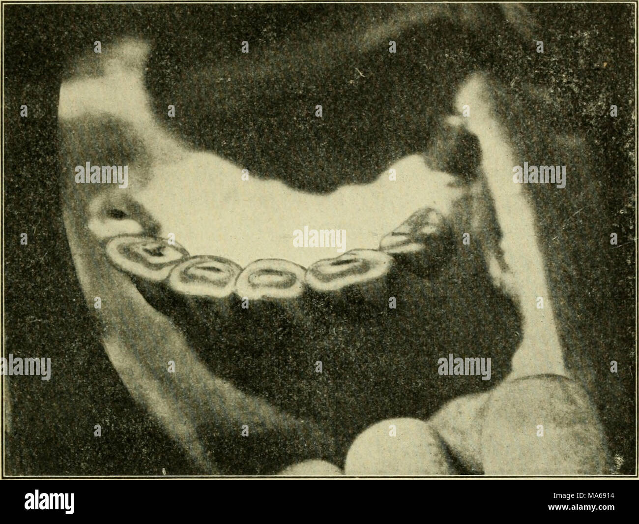 . Elements of hippology Stock Photo - Alamy
