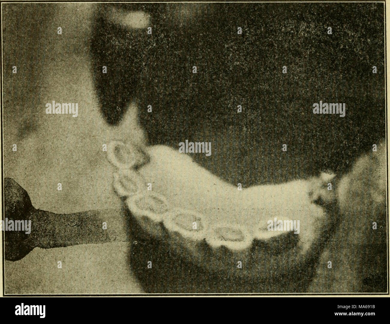 . Elements of hippology Stock Photo - Alamy