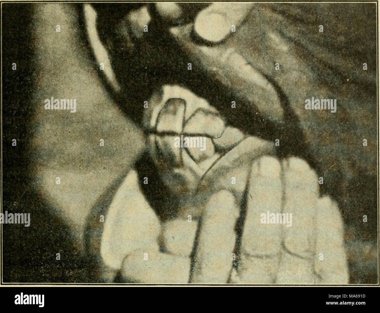 . Elements of hippology Stock Photo - Alamy