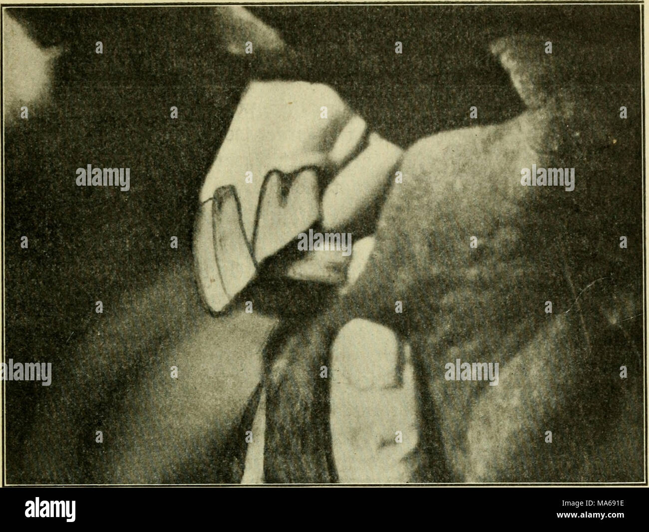 . Elements of hippology Stock Photo - Alamy