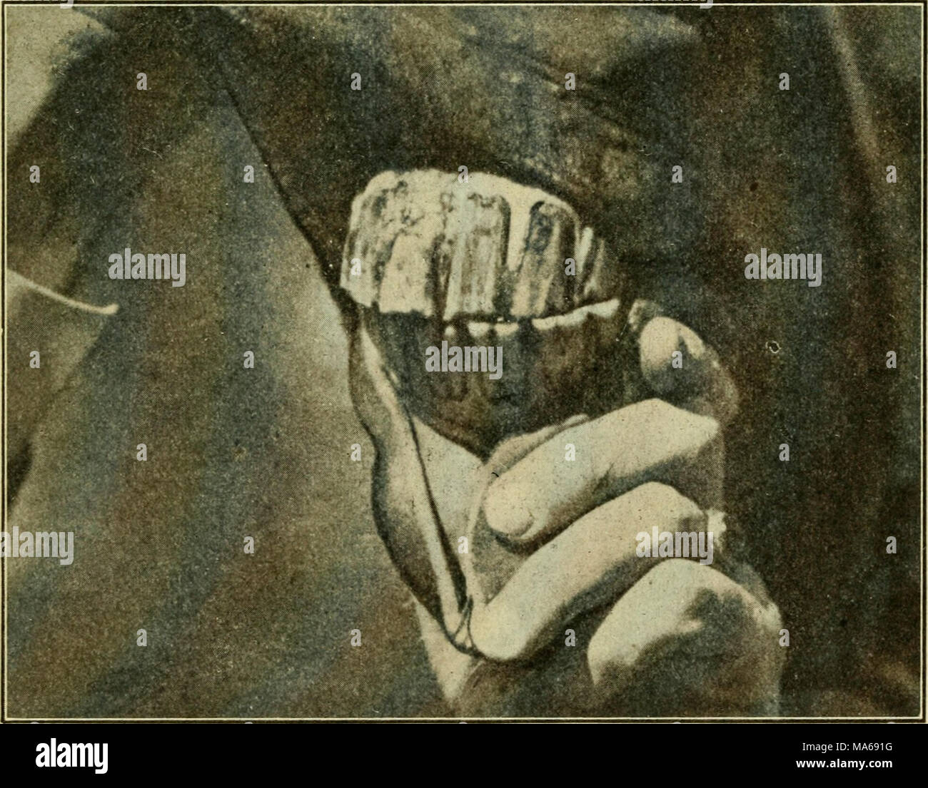 . Elements of hippology Stock Photo - Alamy