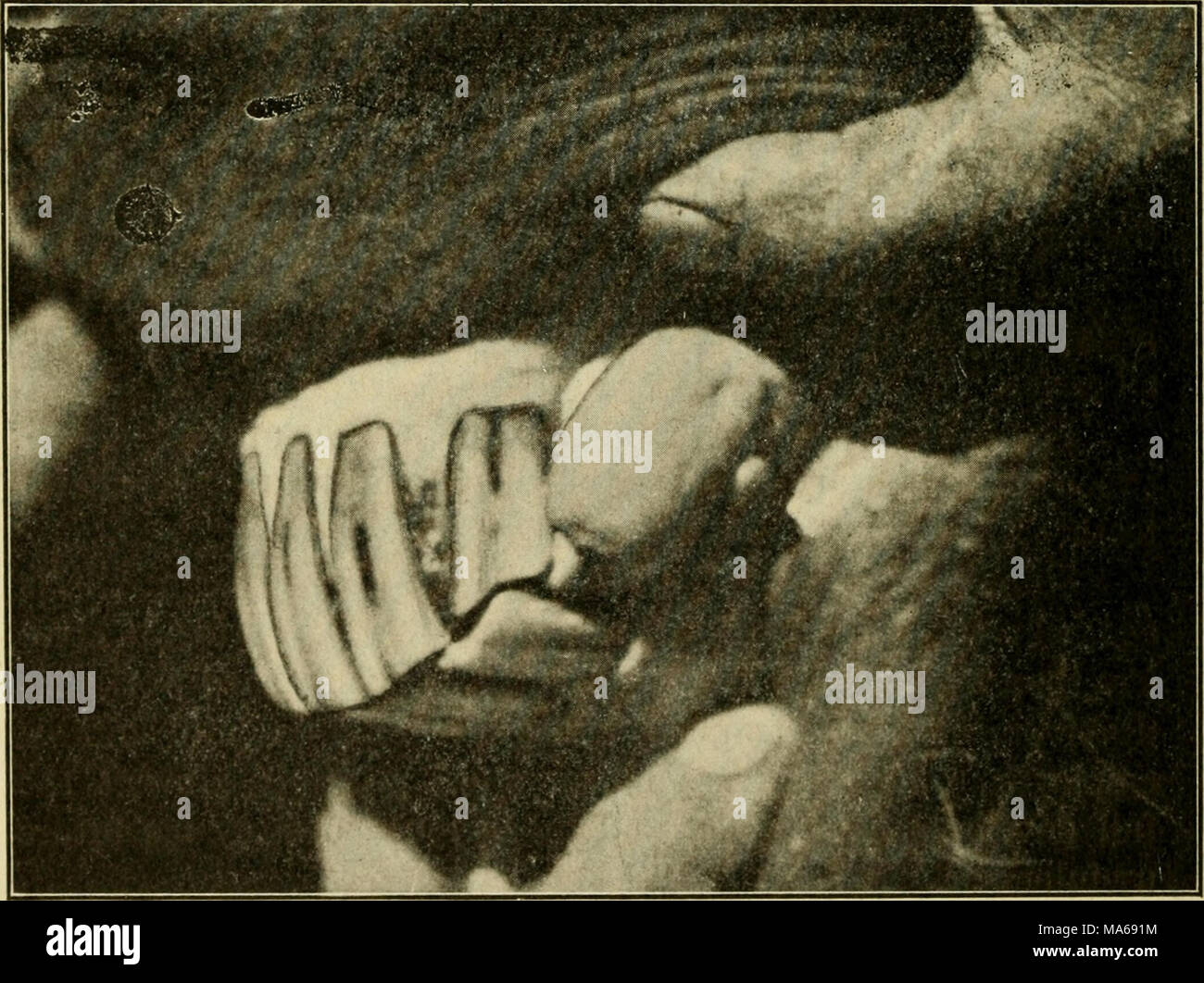. Elements of hippology Stock Photo - Alamy