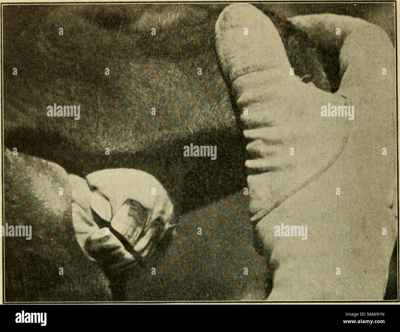 . Elements of hippology Stock Photo - Alamy