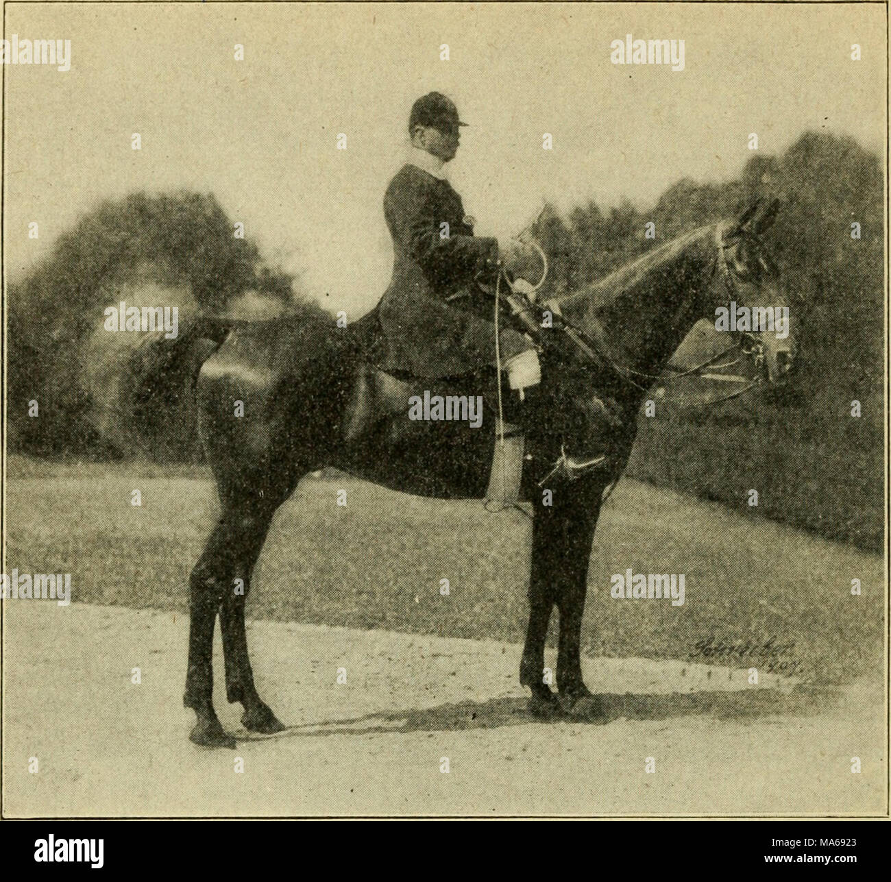 . Elements of hippology Stock Photo - Alamy