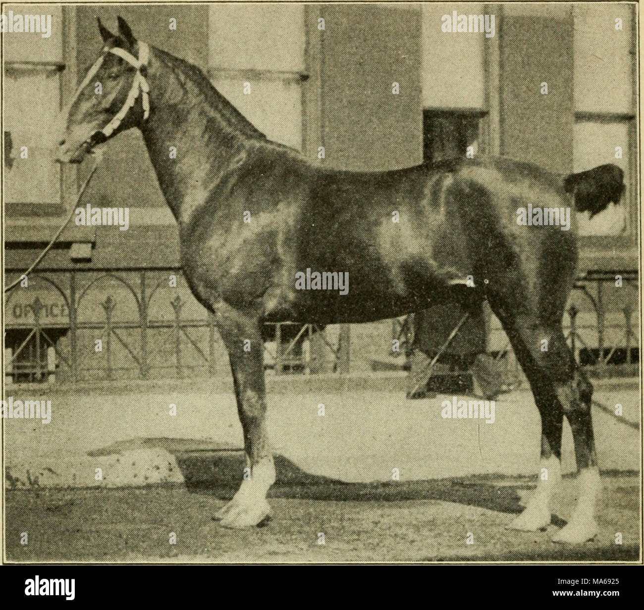 . Elements of hippology Stock Photo - Alamy