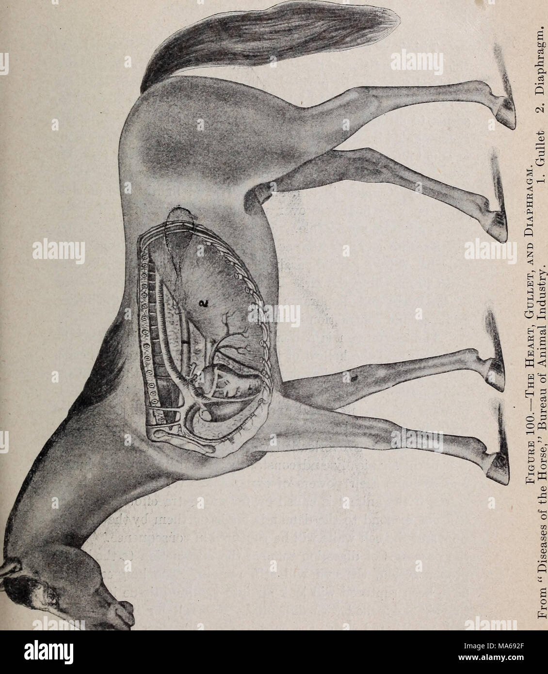 . Elements of hippology Stock Photo - Alamy