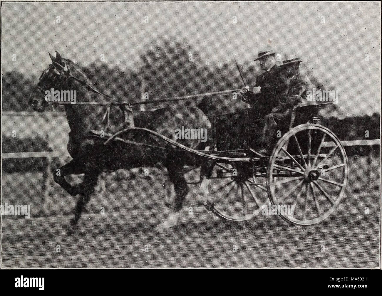 . Elements of hippology Stock Photo - Alamy