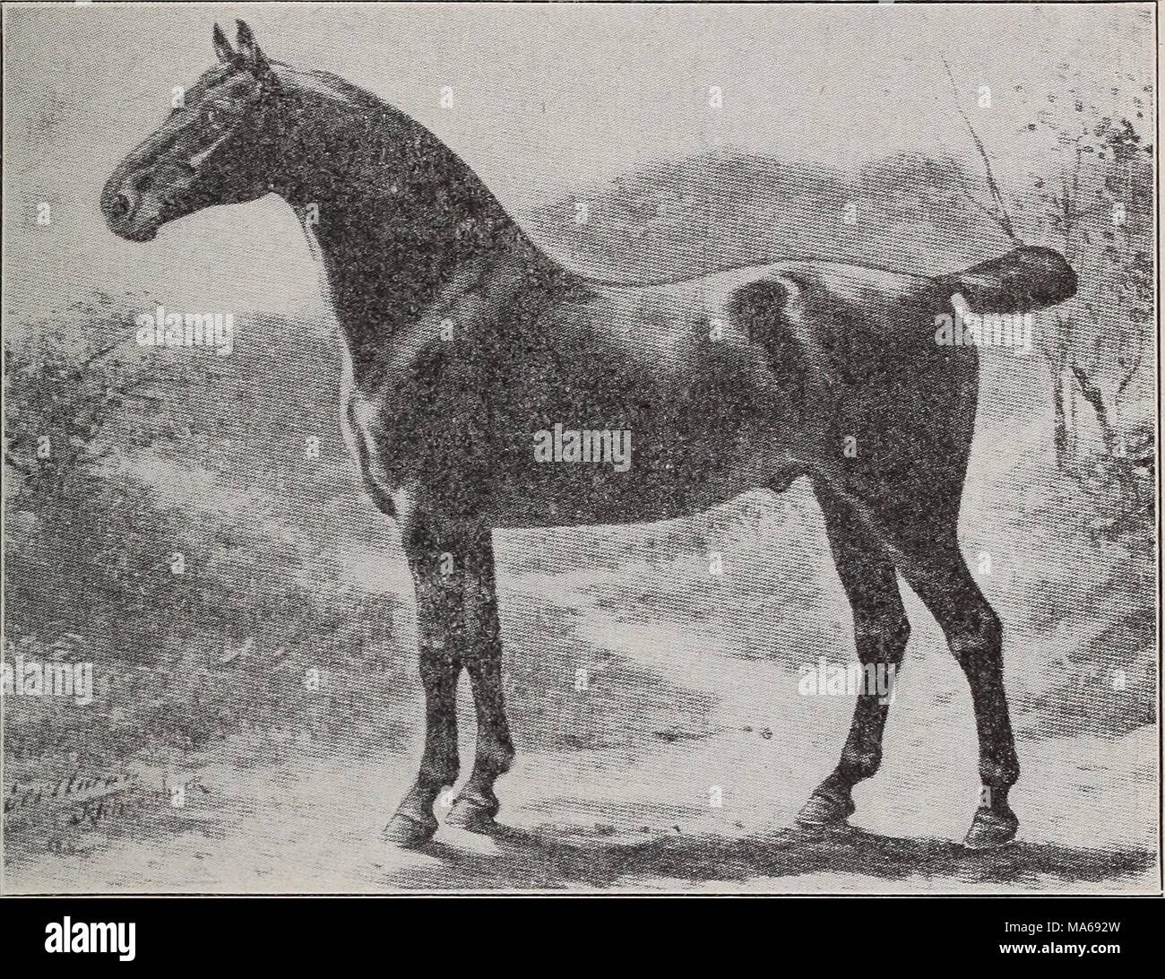 . Elements of hippology Stock Photo - Alamy