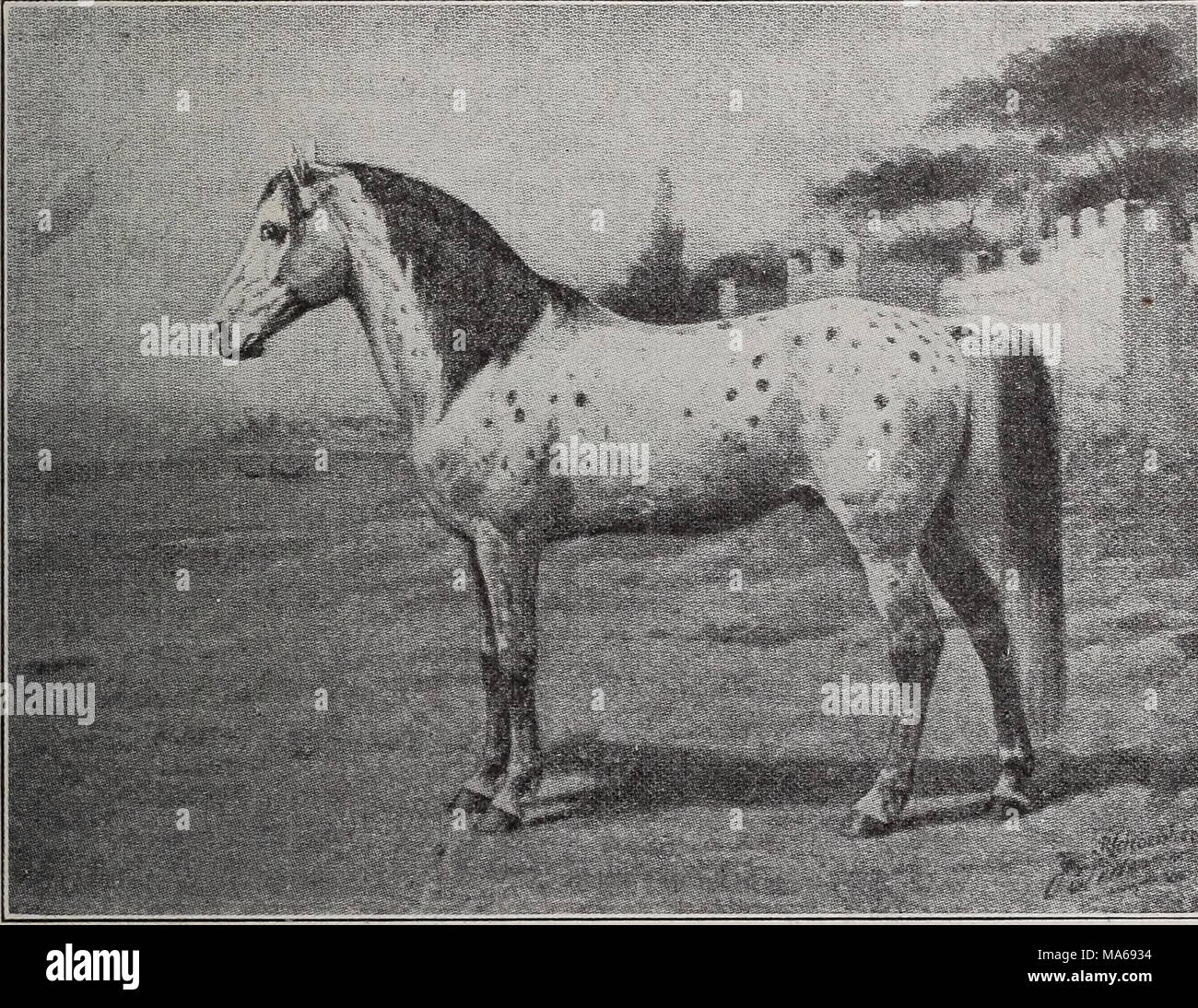 . Elements of hippology Stock Photo - Alamy