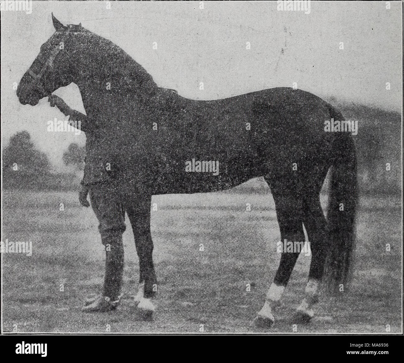 . Elements of hippology Stock Photo - Alamy