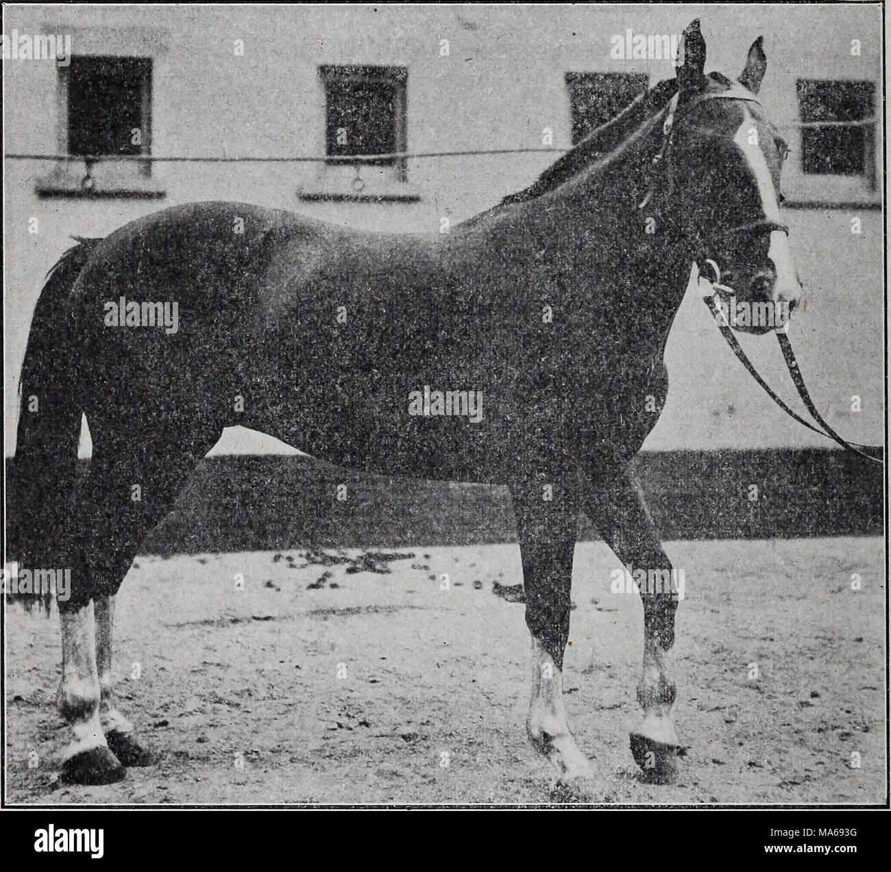 . Elements of hippology Stock Photo - Alamy