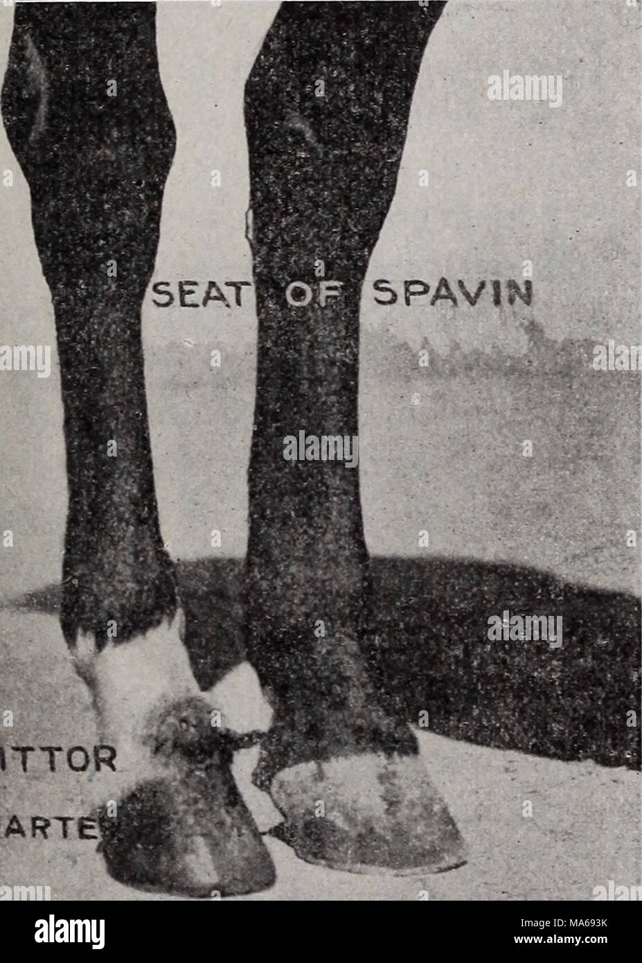 . Elements of hippology Stock Photo - Alamy