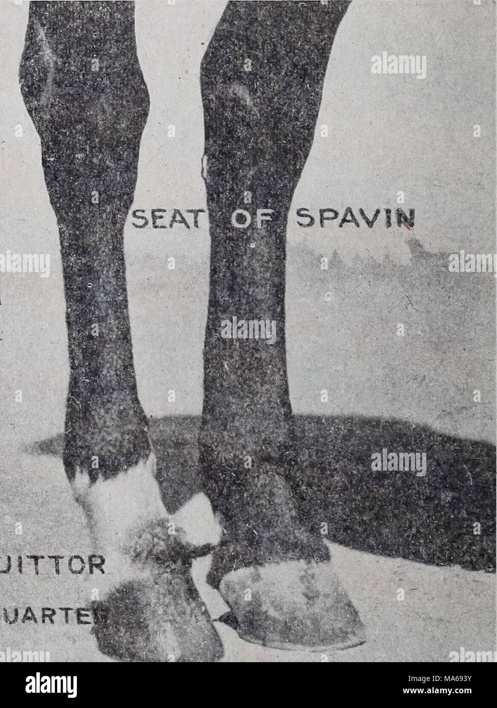 . Elements of hippology Stock Photo - Alamy