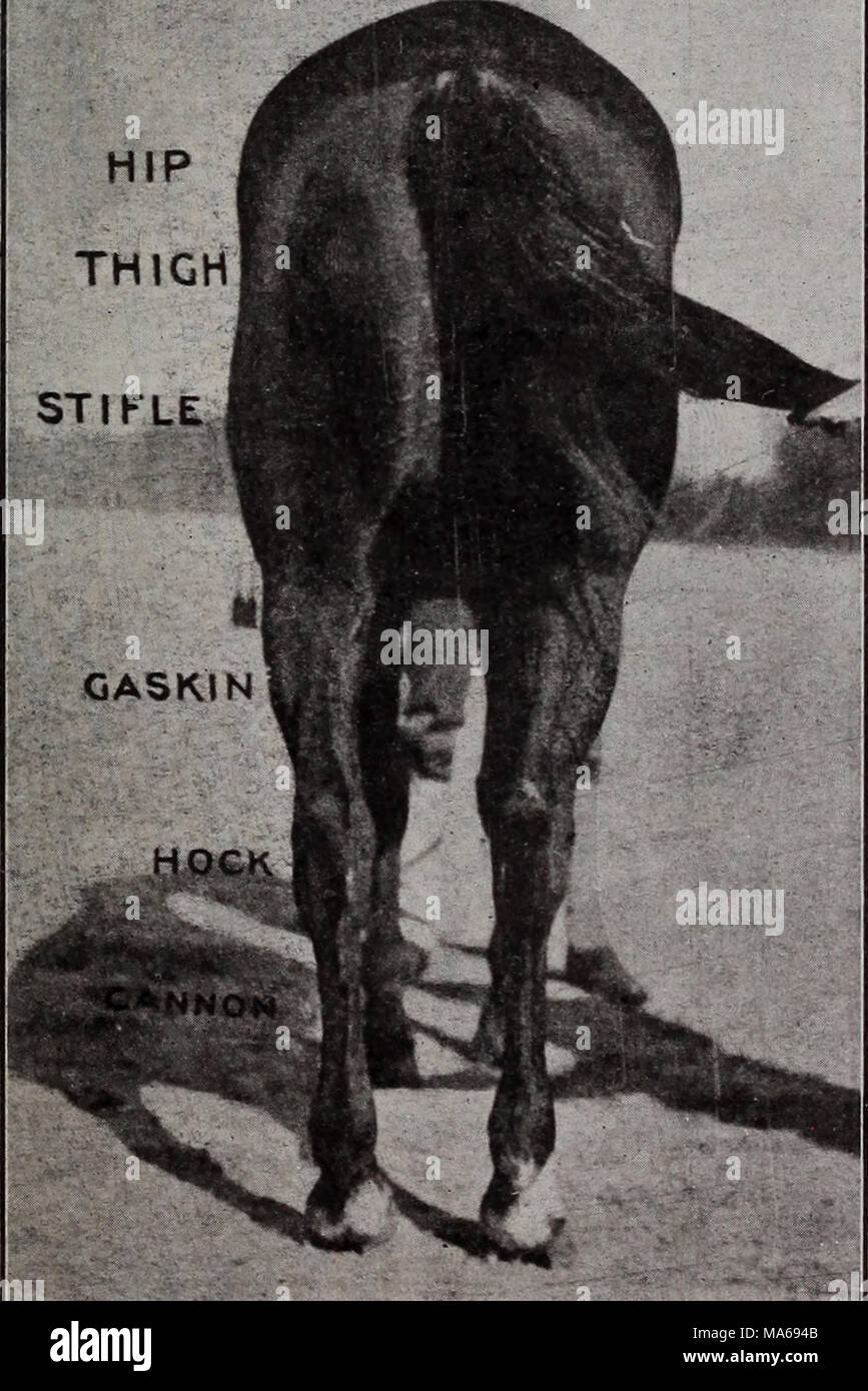 . Elements of hippology Stock Photo - Alamy