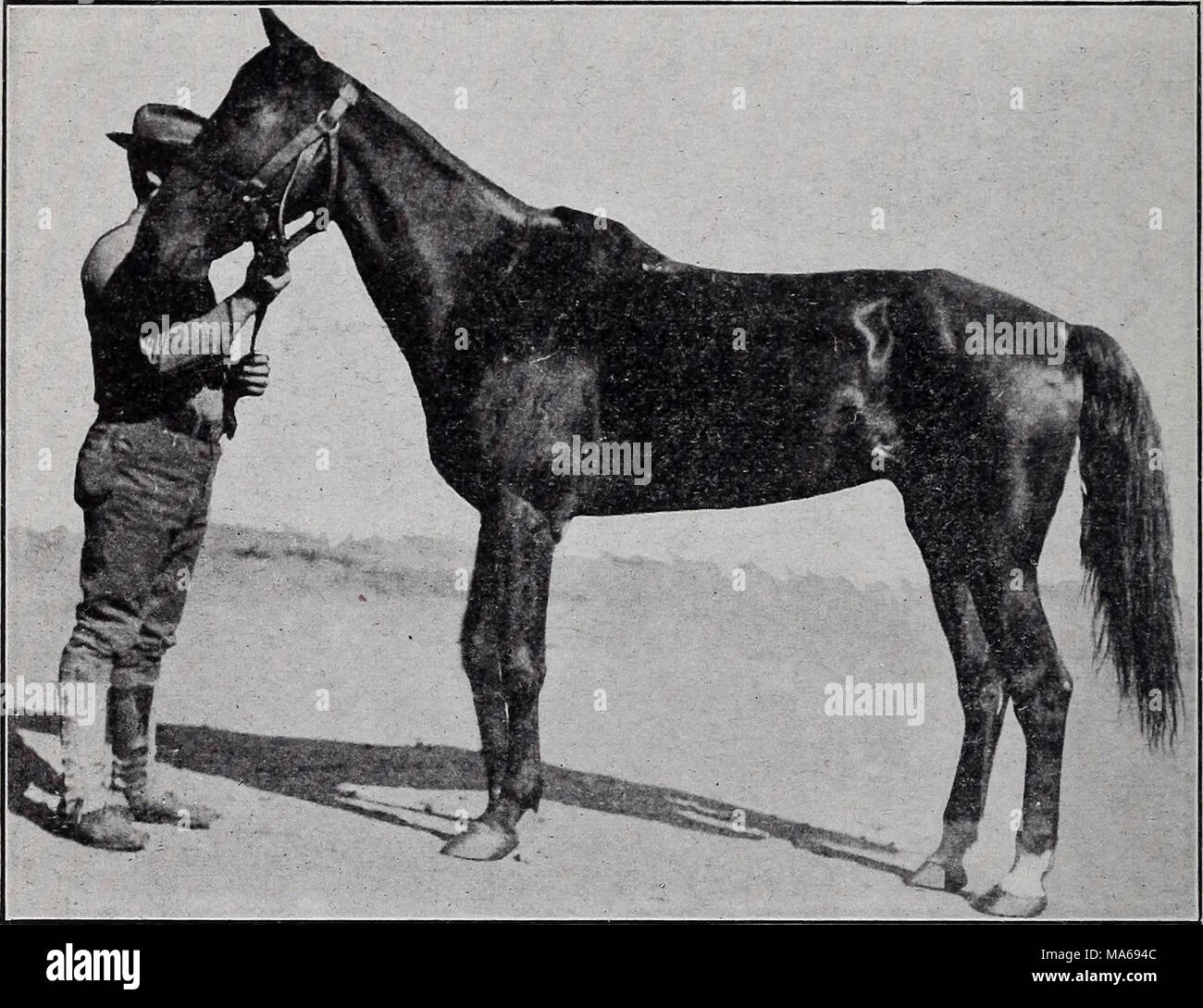 . Elements of hippology Stock Photo - Alamy