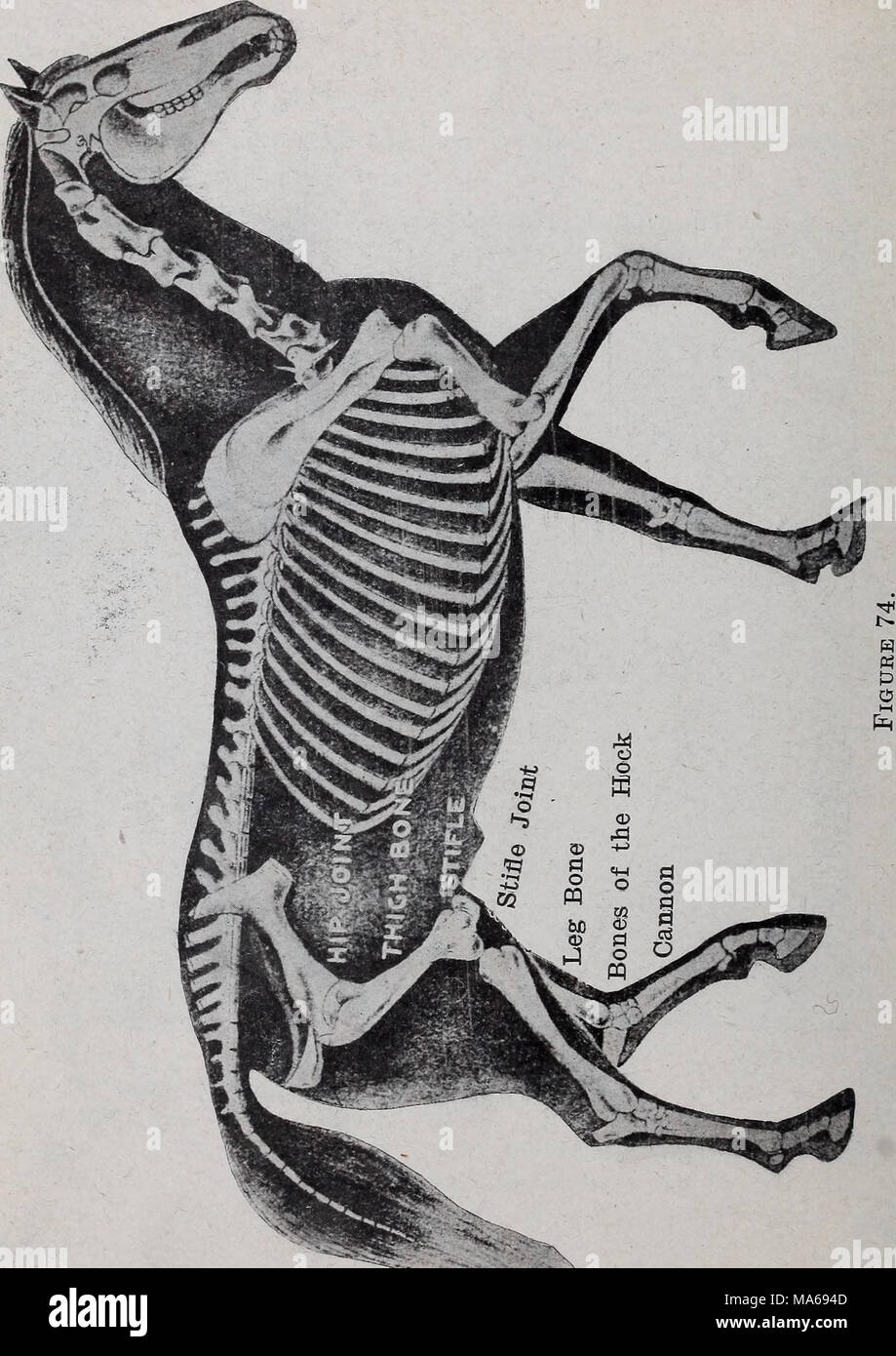 . Elements of hippology Stock Photo - Alamy