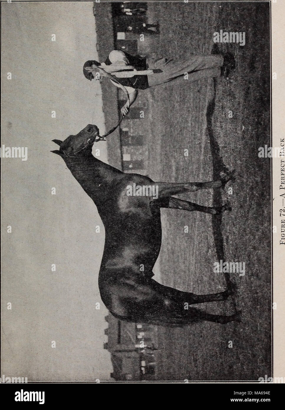 . Elements of hippology Stock Photo - Alamy