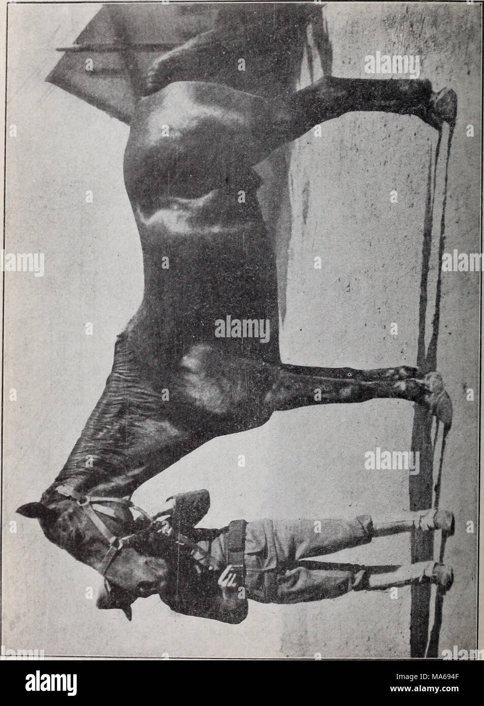 . Elements of hippology Stock Photo - Alamy