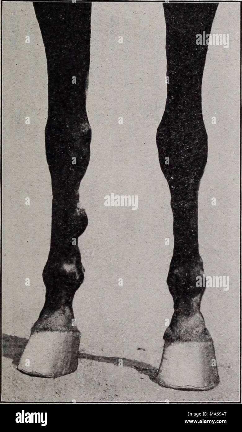 . Elements of hippology Stock Photo - Alamy