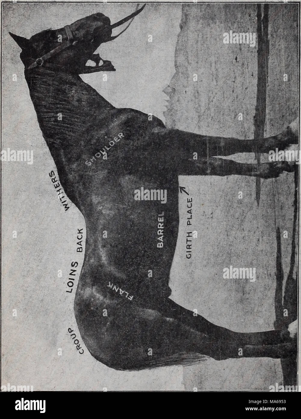 . Elements of hippology Stock Photo - Alamy