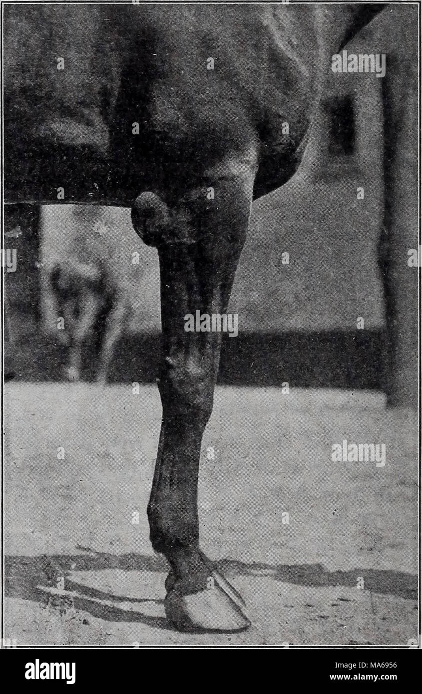 . Elements of hippology Stock Photo - Alamy