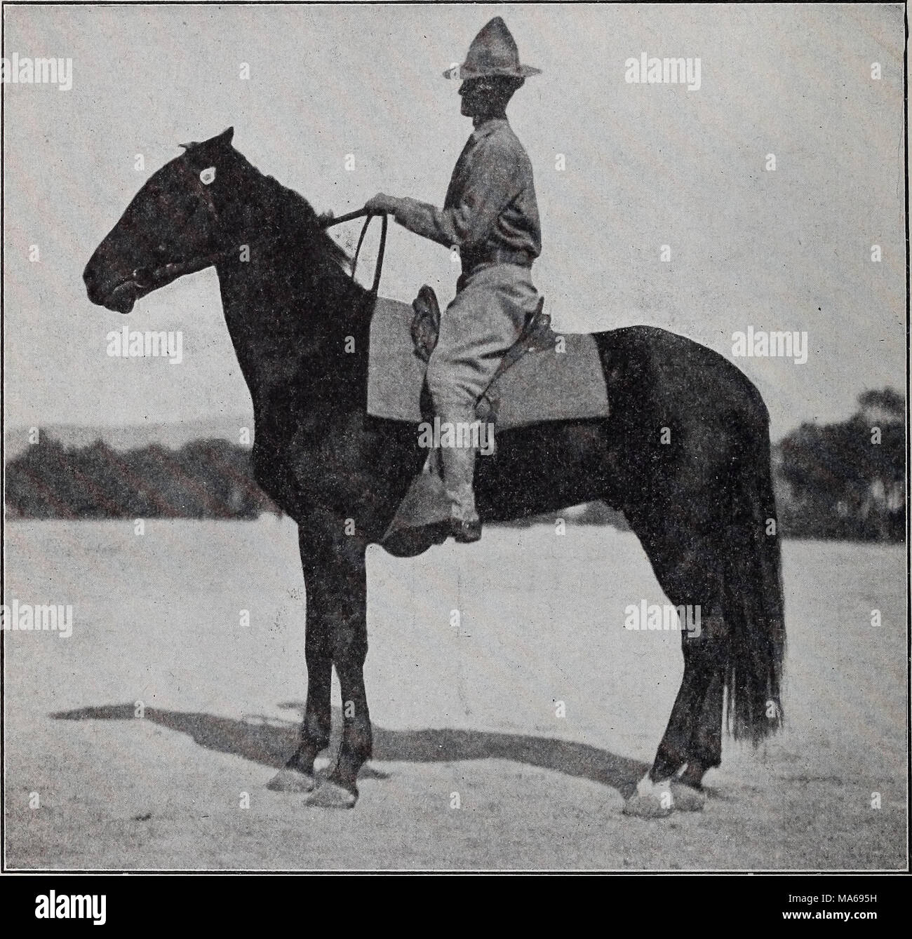 . Elements of hippology Stock Photo - Alamy