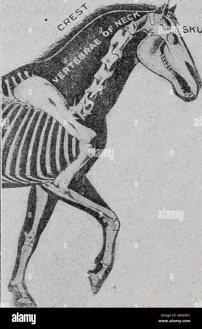 . Elements of hippology Stock Photo - Alamy