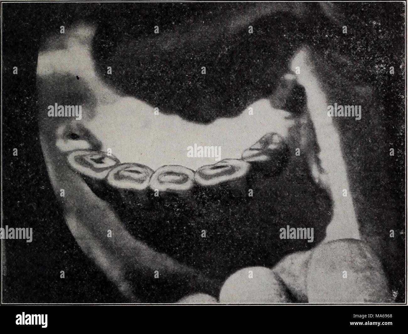 . Elements of hippology Stock Photo - Alamy