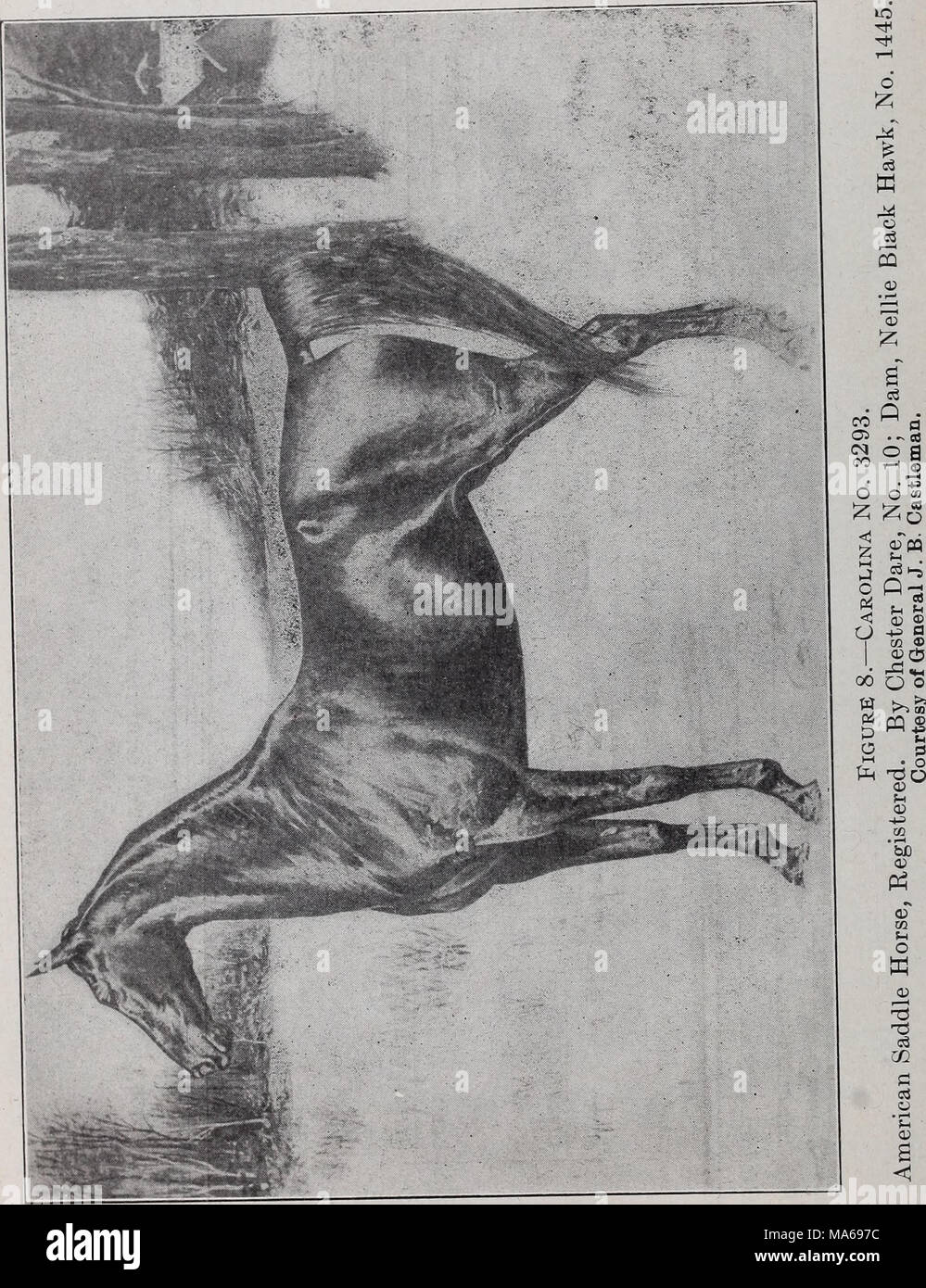 . Elements of hippology Stock Photo - Alamy