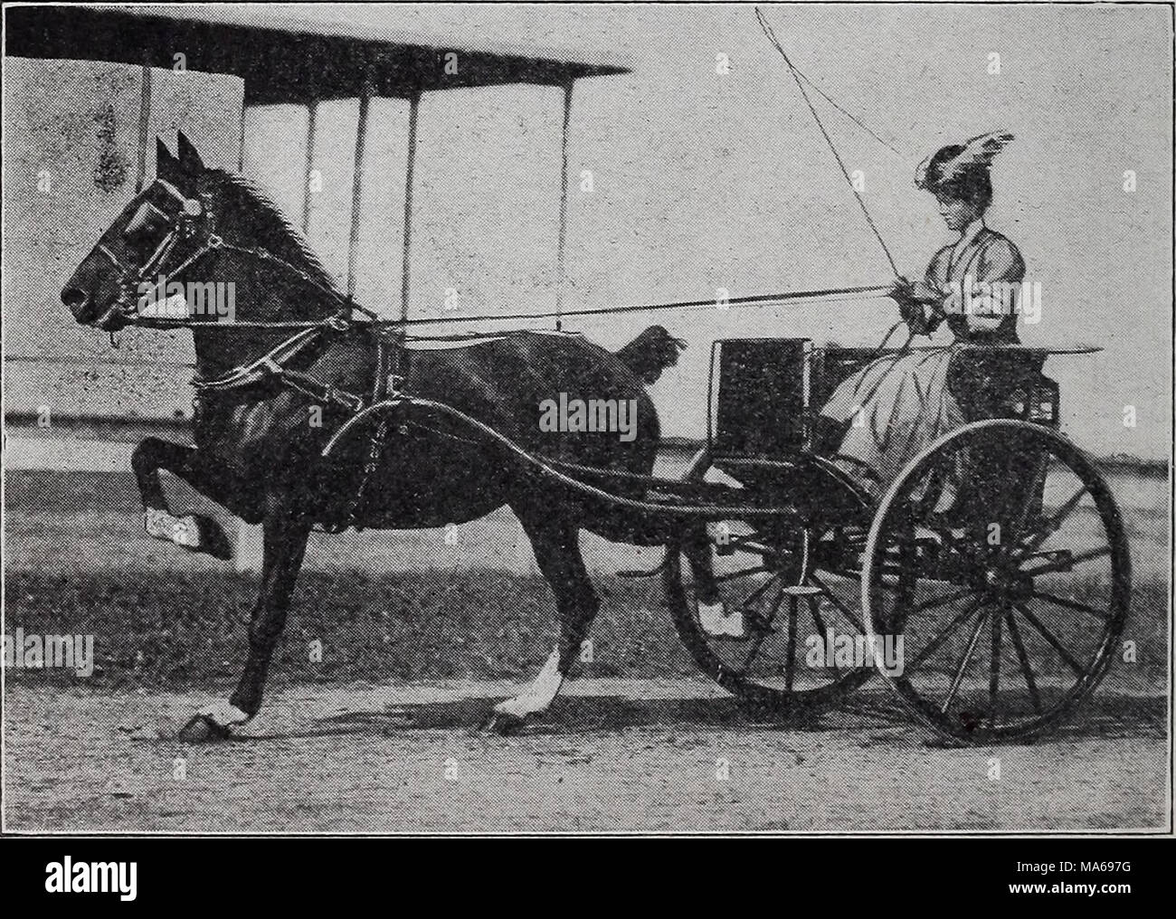 . Elements of hippology Stock Photo - Alamy