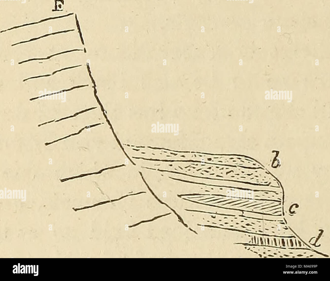 . Elements of geology, or, The ancient changes of the earth and its ...