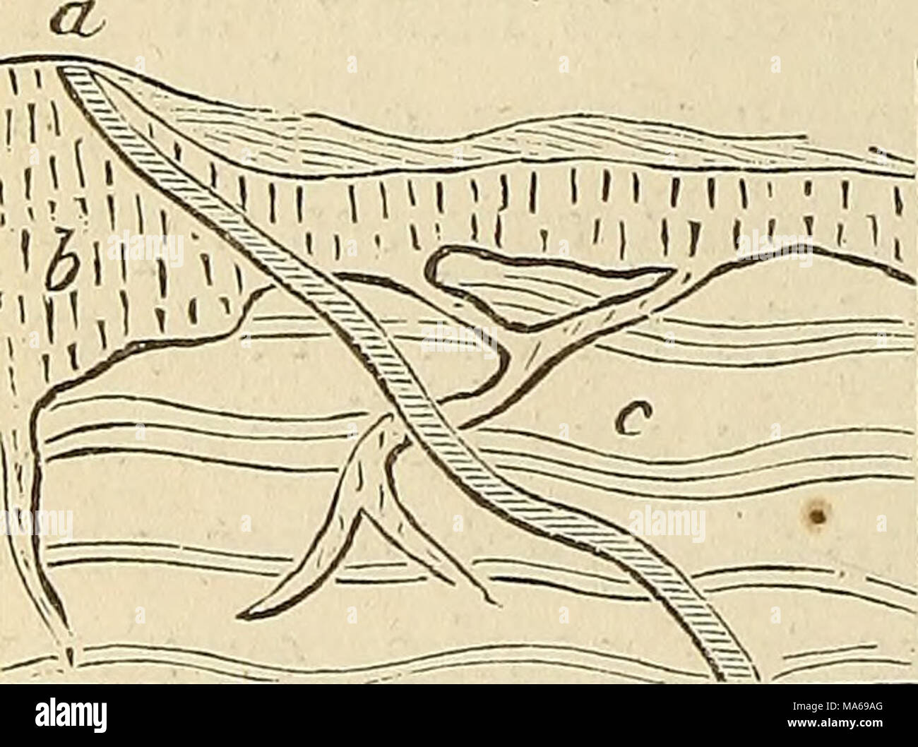 . Elements of geology, or, The ancient changes of the earth and its ...